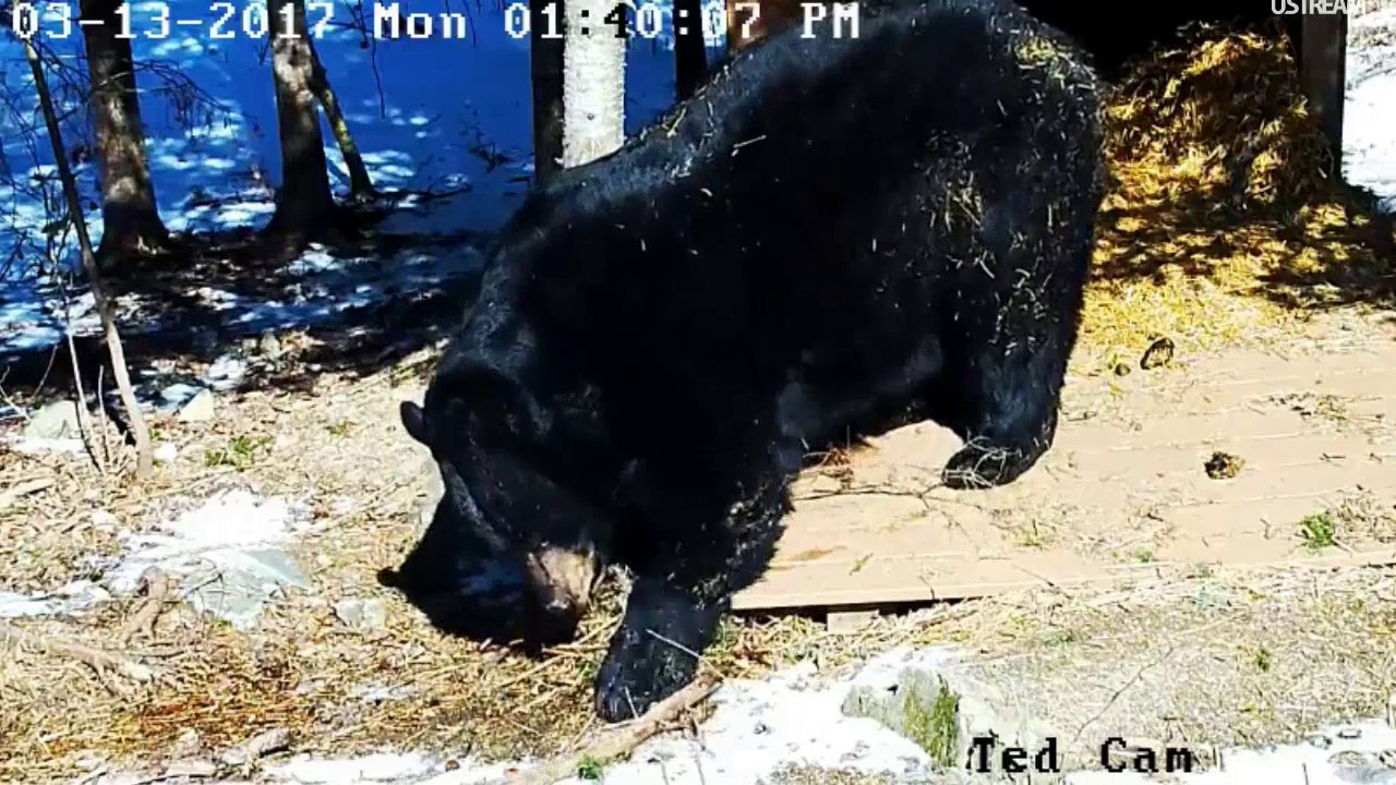 Ted rakes - 3/13/17 - YouTube