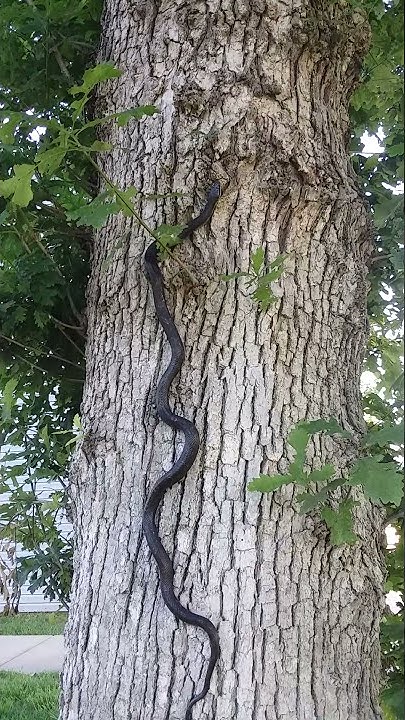 A Large, Wild Rat Snake Climbing An Oak Tree! - YouTube