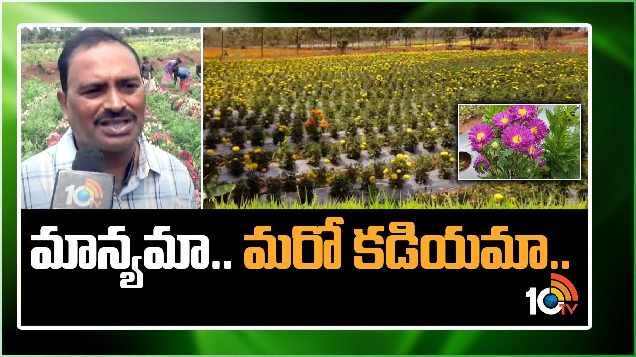 మాన్యమా.. మరో కడియమా | Natural Flowers Farming | Agriculture Info ...