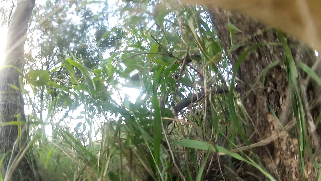 Lion Tries to Eat GoPro - YouTube