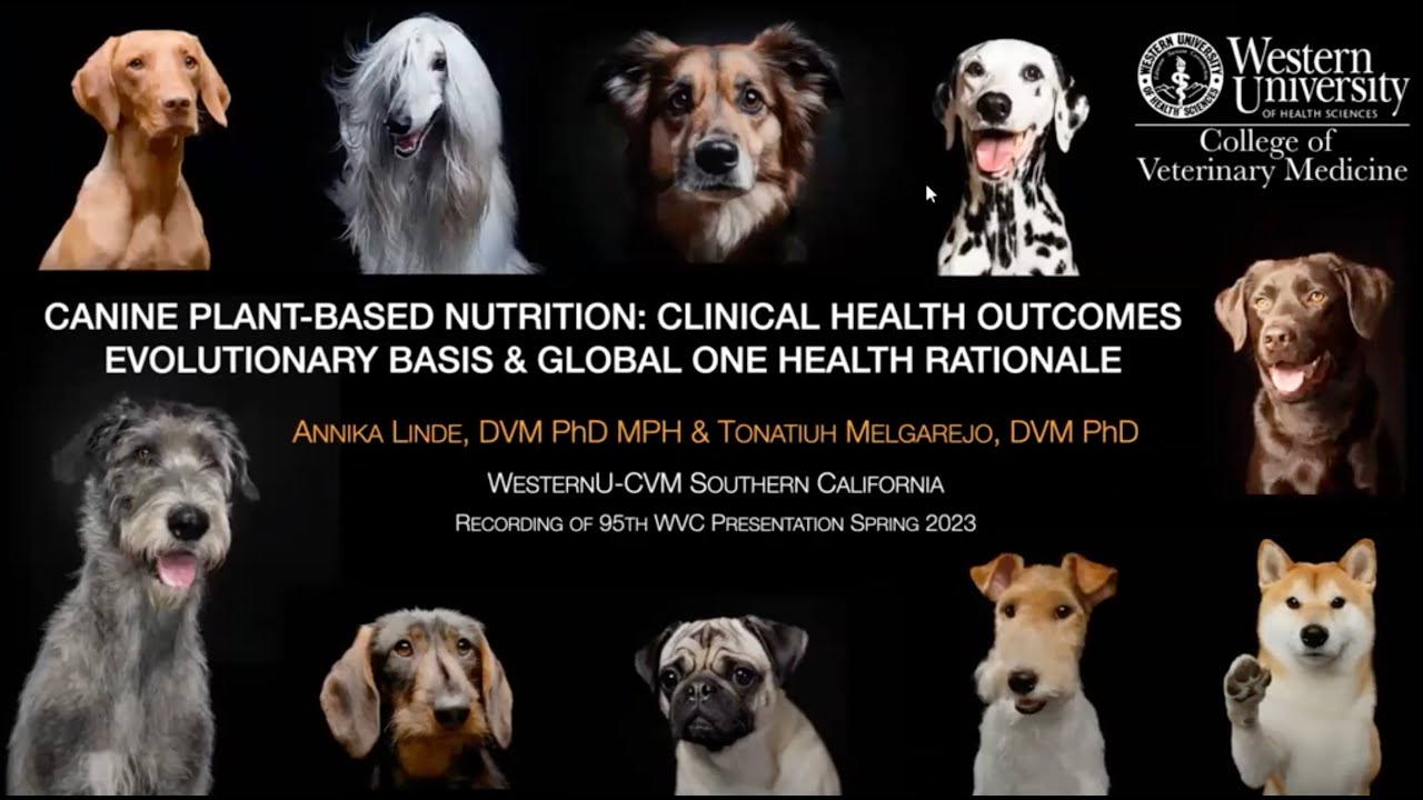 V-Dog Study Challenges Conventional Wisdom on Canine Nutrition - YouTube