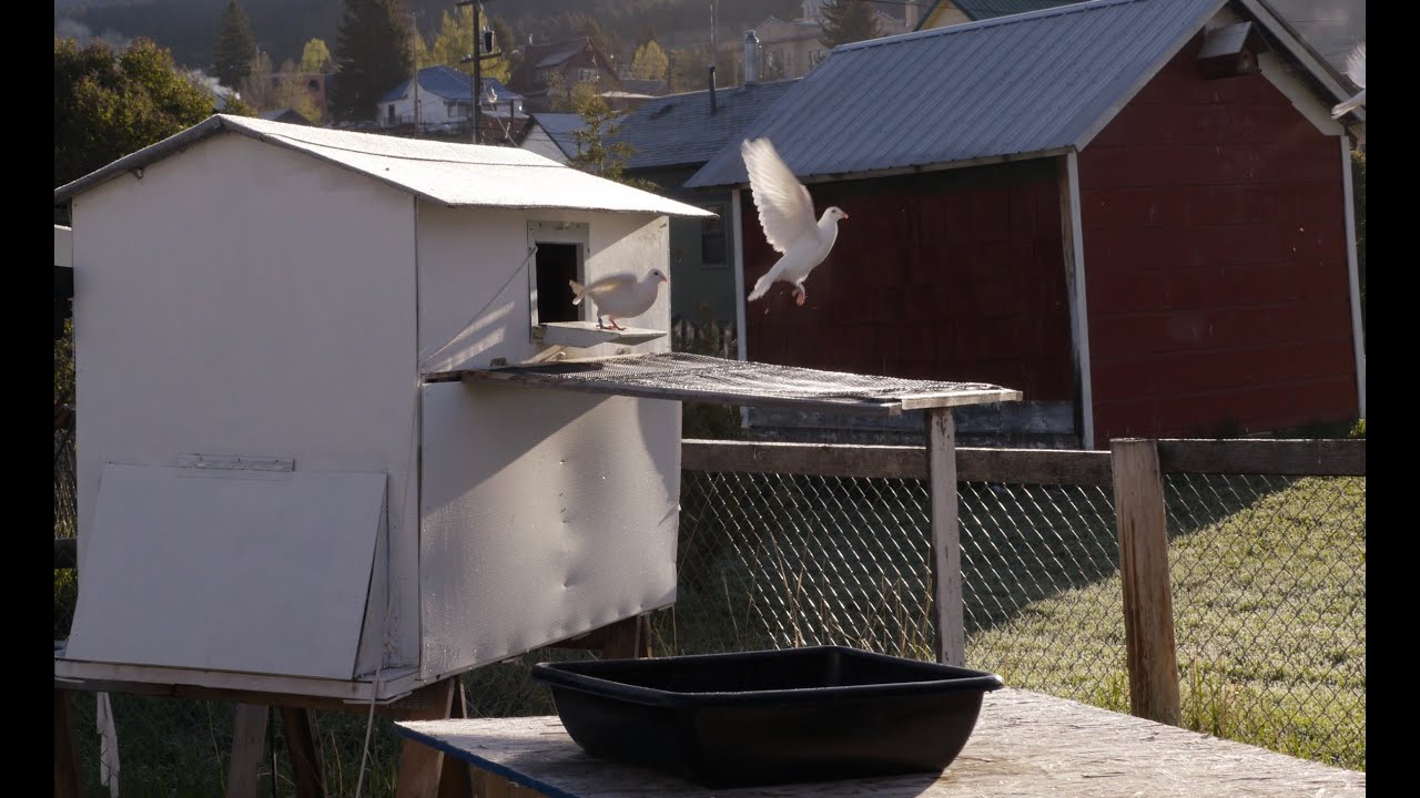 The $100 Pigeon Loft Part 2 - YouTube