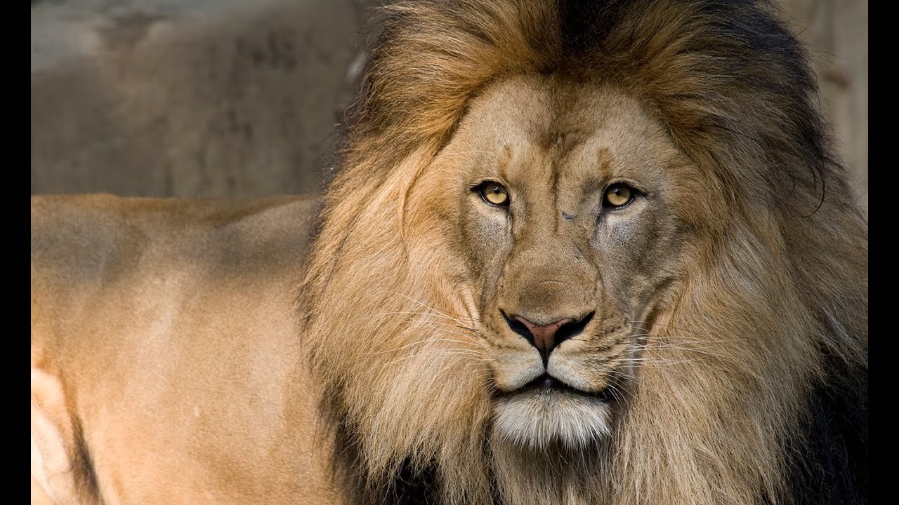 Africa's Lion Kings Documentary - Lions vs Giants | Wild Planet - YouTube