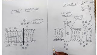 Diffusion Diagram