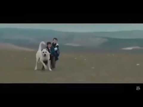 En guclu it alabaydı Kangal bile döyenmedi ağ alabaydı