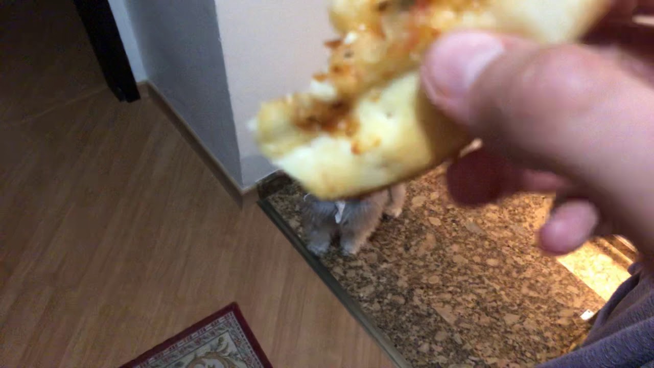 Does doggo lik bread? - YouTube