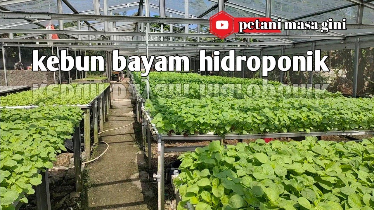 KEBUN BAYAM HIDROPONIK.. - YouTube