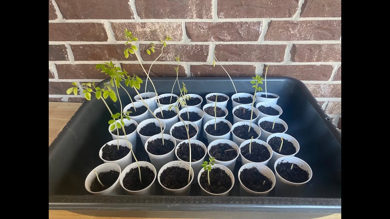 Moringa Seedlings Update - YouTube