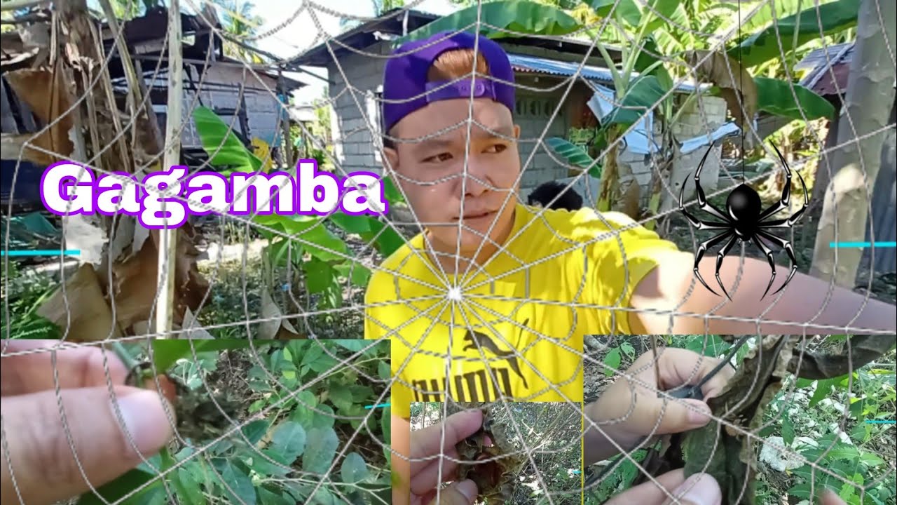 Hanap ng Gagamba sa likod bahay - YouTube