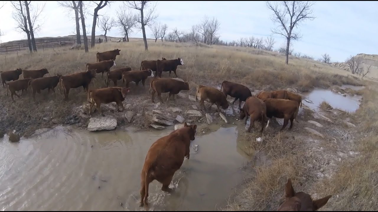 On The Hunt For Cattle With Pete - YouTube