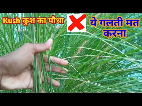 कुश का पौधा | Kush ka podha | #kush plant #कुश का पौधा | #kushplant ...