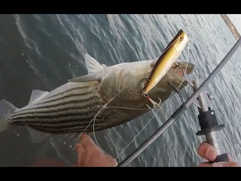 Topwater Striper Fishing April 2016 - YouTube
