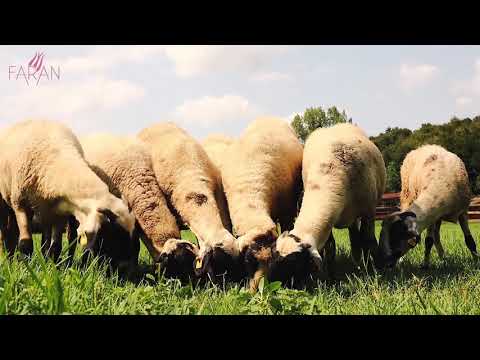 KURBAN BAYRAMINIZ MÜBAREK OLSUN!