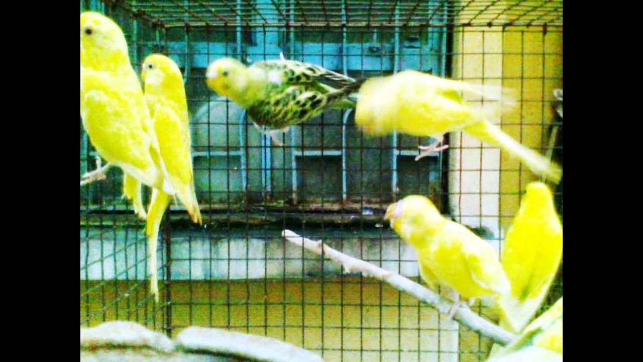 Cute BADRIKA BIRD`S Playing In The Cage....! - YouTube
