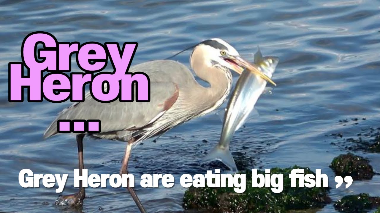 Great Grey Heron eats huge fish~~[Sony - Handycam AX53 4K] - YouTube