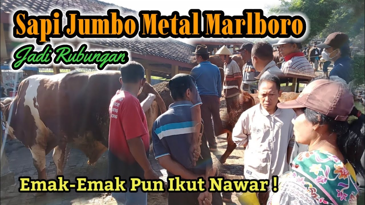 Metal Jumbo Marlboro Seharga 47 Juta! Sapi Jumbo Pasar Siyonoharjo ...