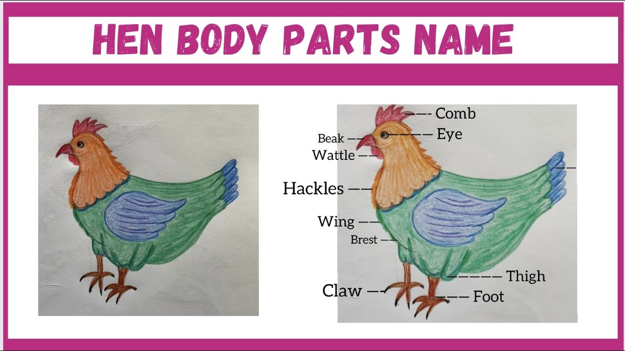 Hen 🐓 Body Parts Body parts of Hen🐓 Hen Drawing #hen #bodyparts - YouTube