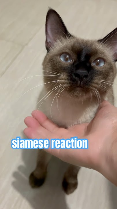 Siamese reaction#cats#siamese#shortsvideo#shorts - YouTube