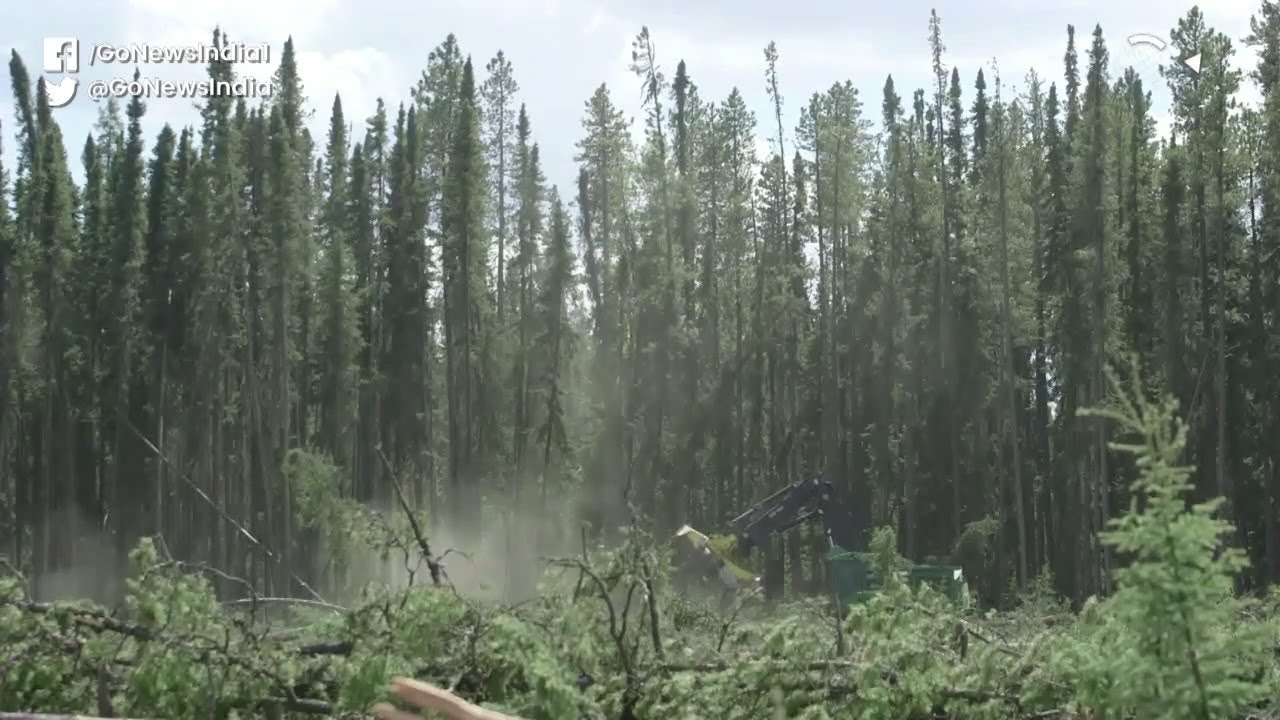 India's Fake Forests - YouTube