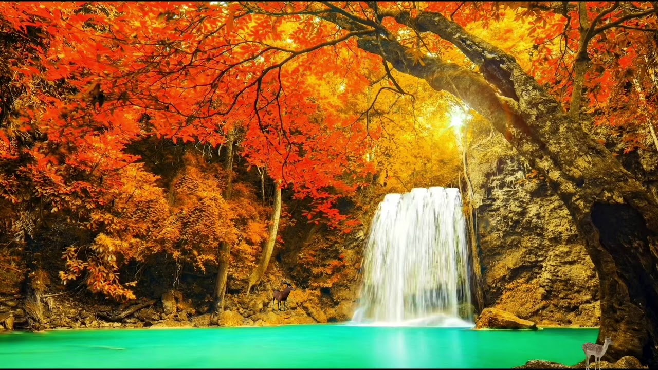 028 - Fall background video - waterfalls background - animated ...