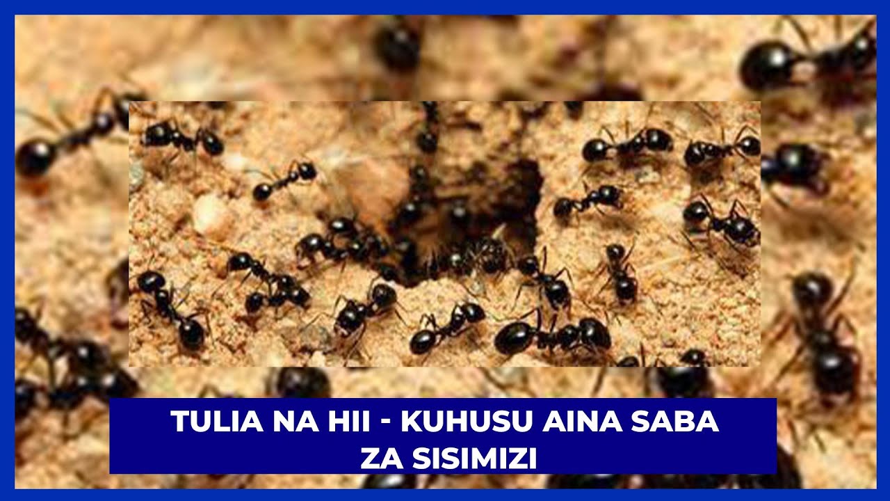 TULIA NA HII KUHUSU AINA SABA ZA SISIMIZI - YouTube