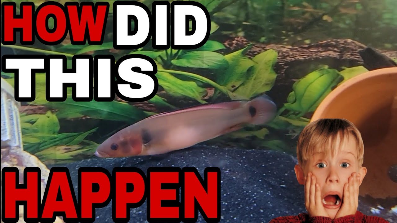 WHAT AM I GOING TO DO WITH THIS FISH🤬🤬🤬 - YouTube