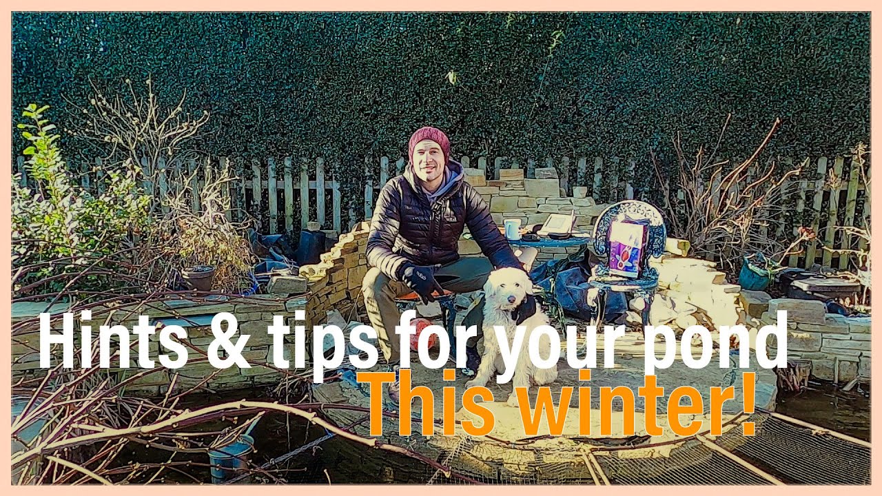 Hints & tips for your pond in winter! - YouTube