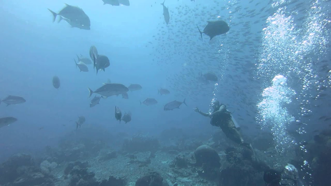 Komodo: the legend, Condo Subagyo, calling the fish - YouTube