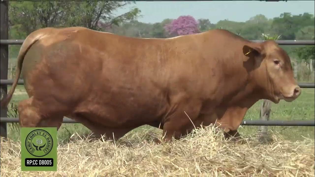 RP CC D 8005 - YouTube