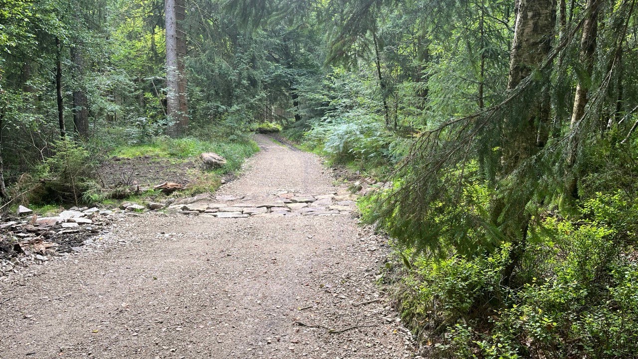 walk 12 - forest breath - YouTube