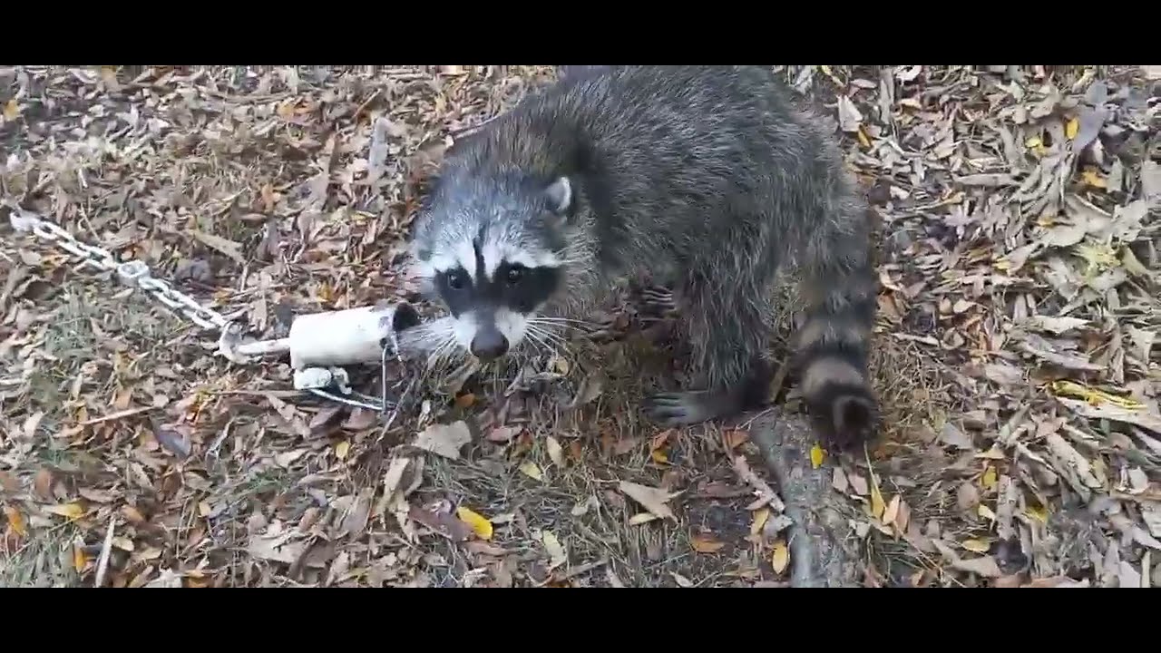 missouri trapping season 7 - YouTube