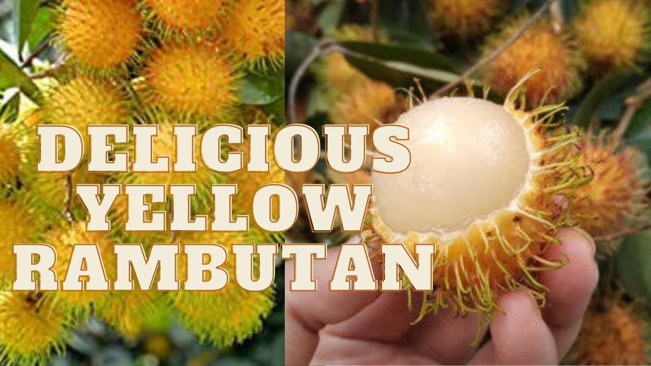 Harvesting sweet and delicious Yellow Rambutan| Very sweet fruit ...
