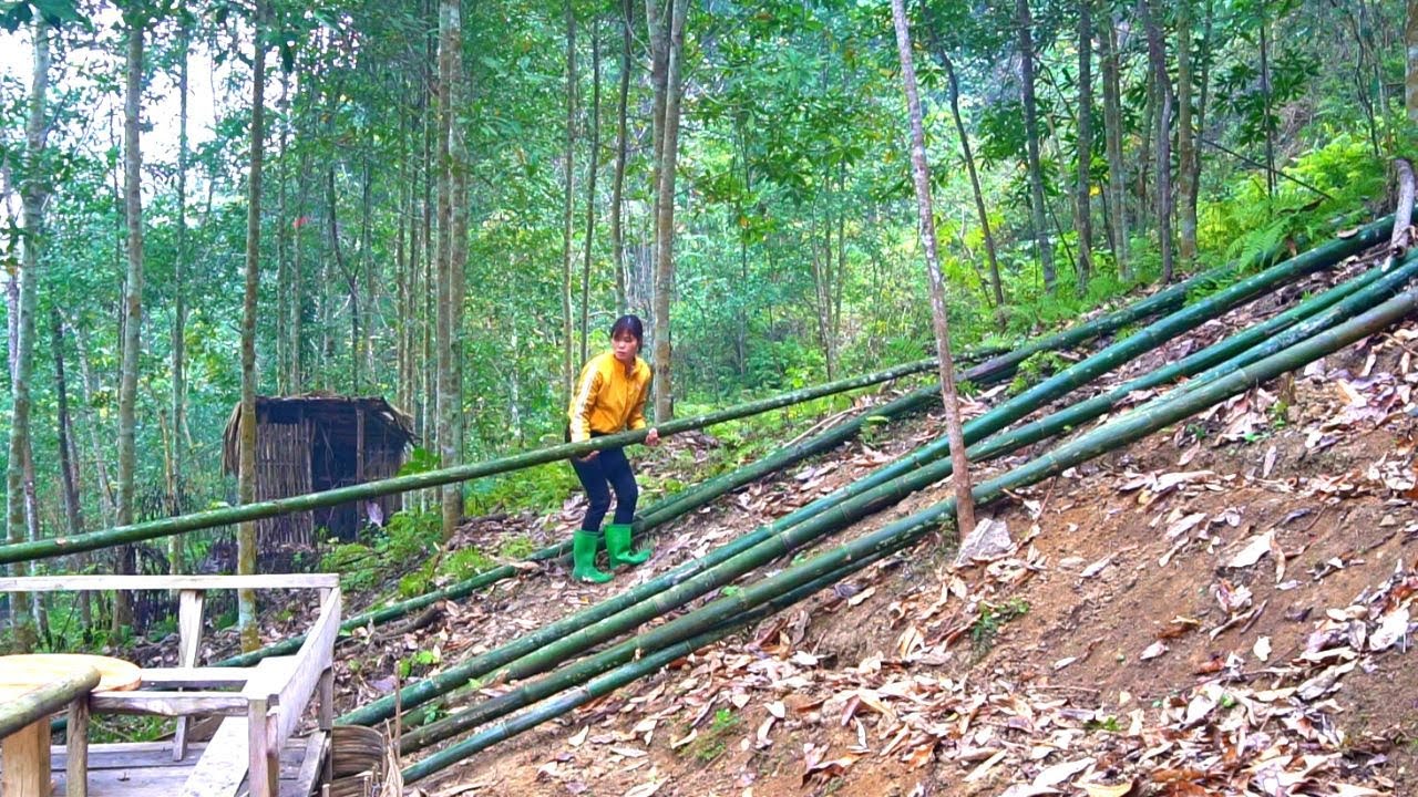 cut bamboo trees in difficult terrain, build pig pens, expand livestock ...