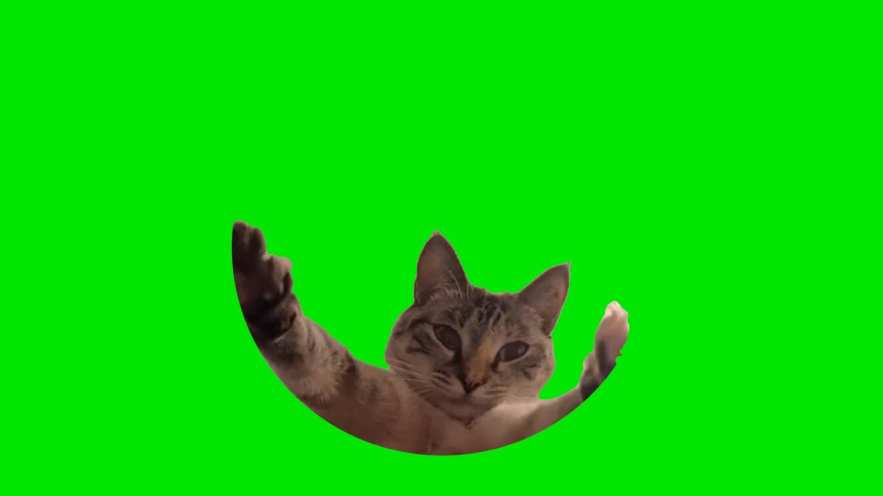 Green Screen Dancing Cat Meme | Pedro Pedro Pedro Dancing Cat Meme ...