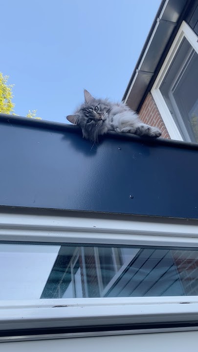 Eevee Meowing on the garage roof AGAIN! - YouTube