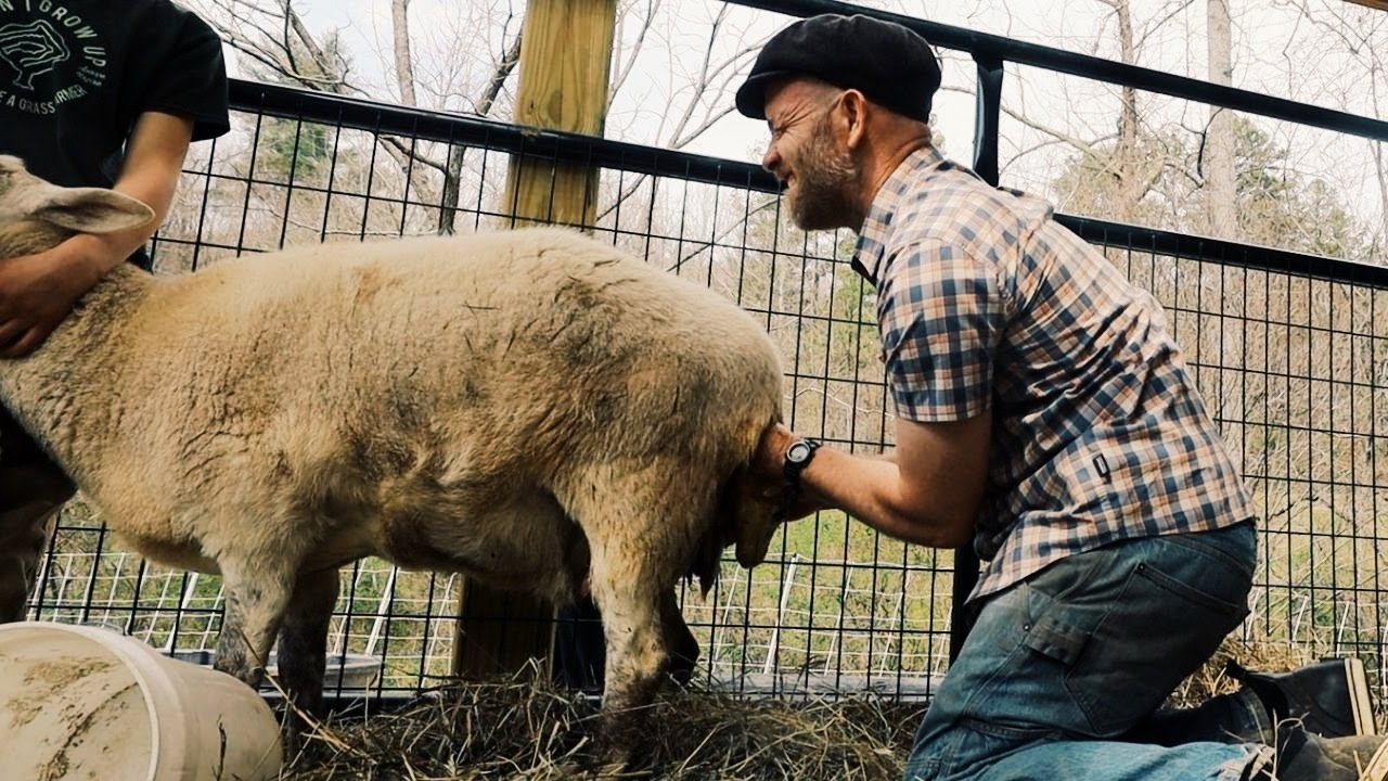 Sheep Birth FAIL | What’s Next? - YouTube