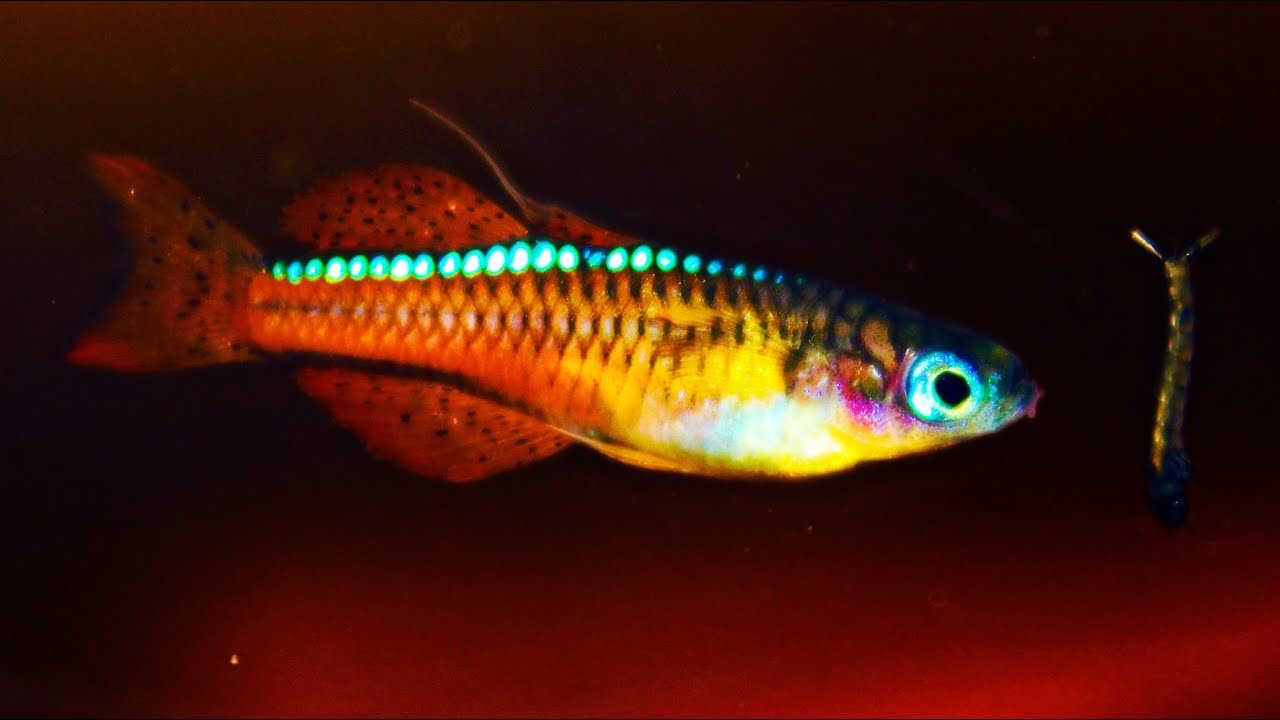 Pseudomugil luminatus (ex paskai) "Red Neon" - Blue eyed beauties from ...