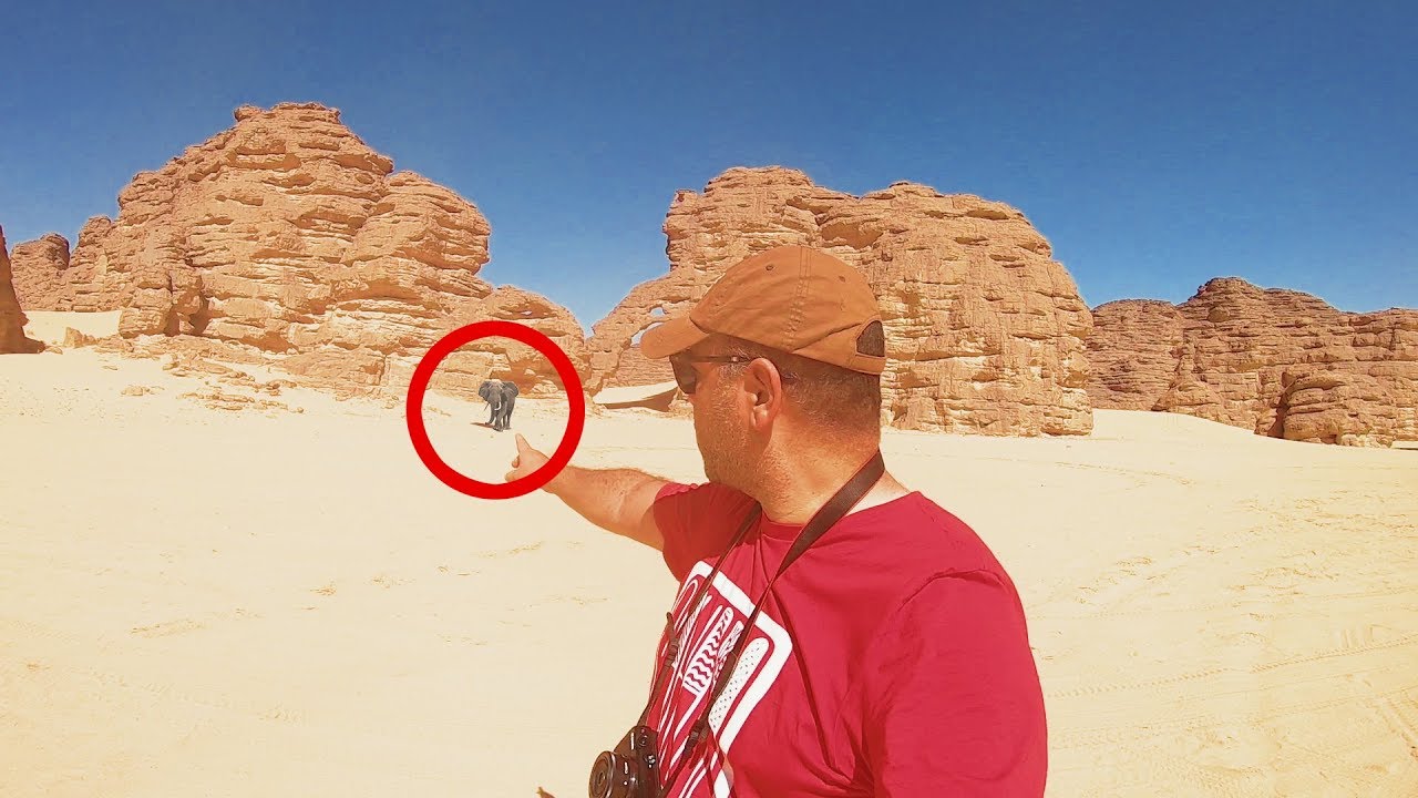 WE MET AN ELEPHANT IN THE SAHARA • Travel to Algeria Vlog - YouTube