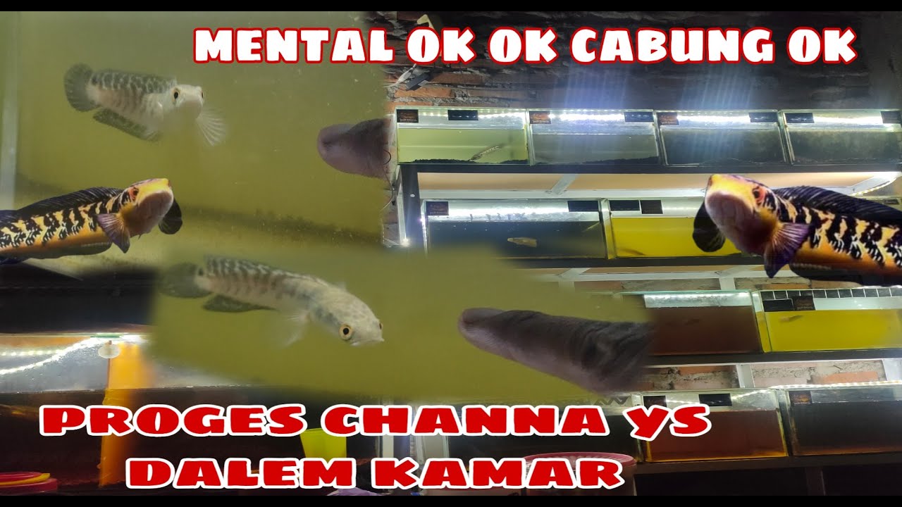 Proges channa ys dalem kamar || mental nya ok cabung juga oke - YouTube