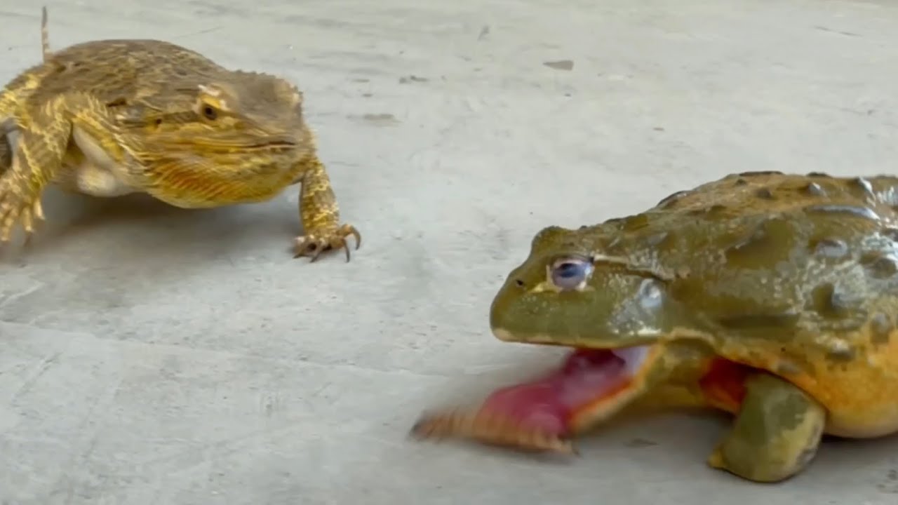Frog and lizard. I support people who do their best.！African bullfrog ...