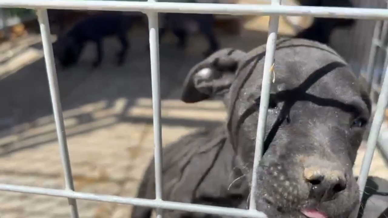 AMERICAN PIT BULL TERRIER PUPPIES | KRAKEN. KENNELS TAKE OVER ...