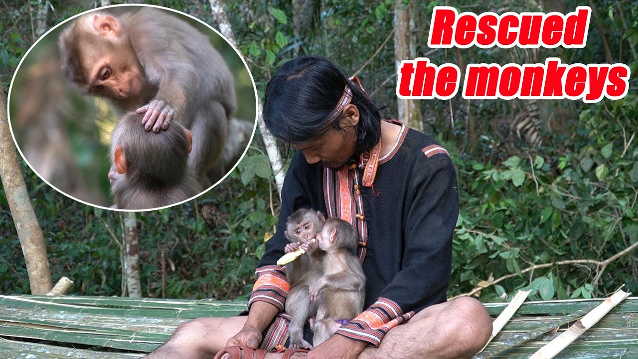 Rescued Baby Monkey Lucy From The Hunter • Giải Cứu Khỉ Con Và Dựng Nhà ...