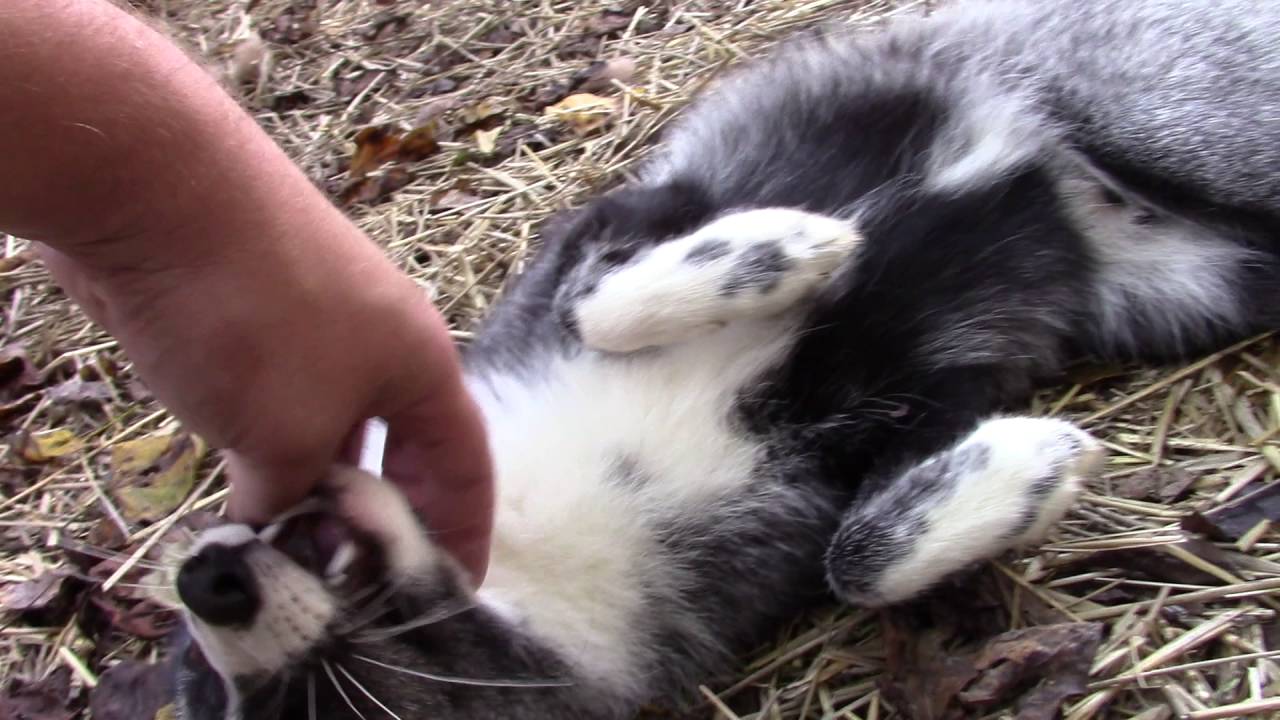 Snaggletoof fops - YouTube