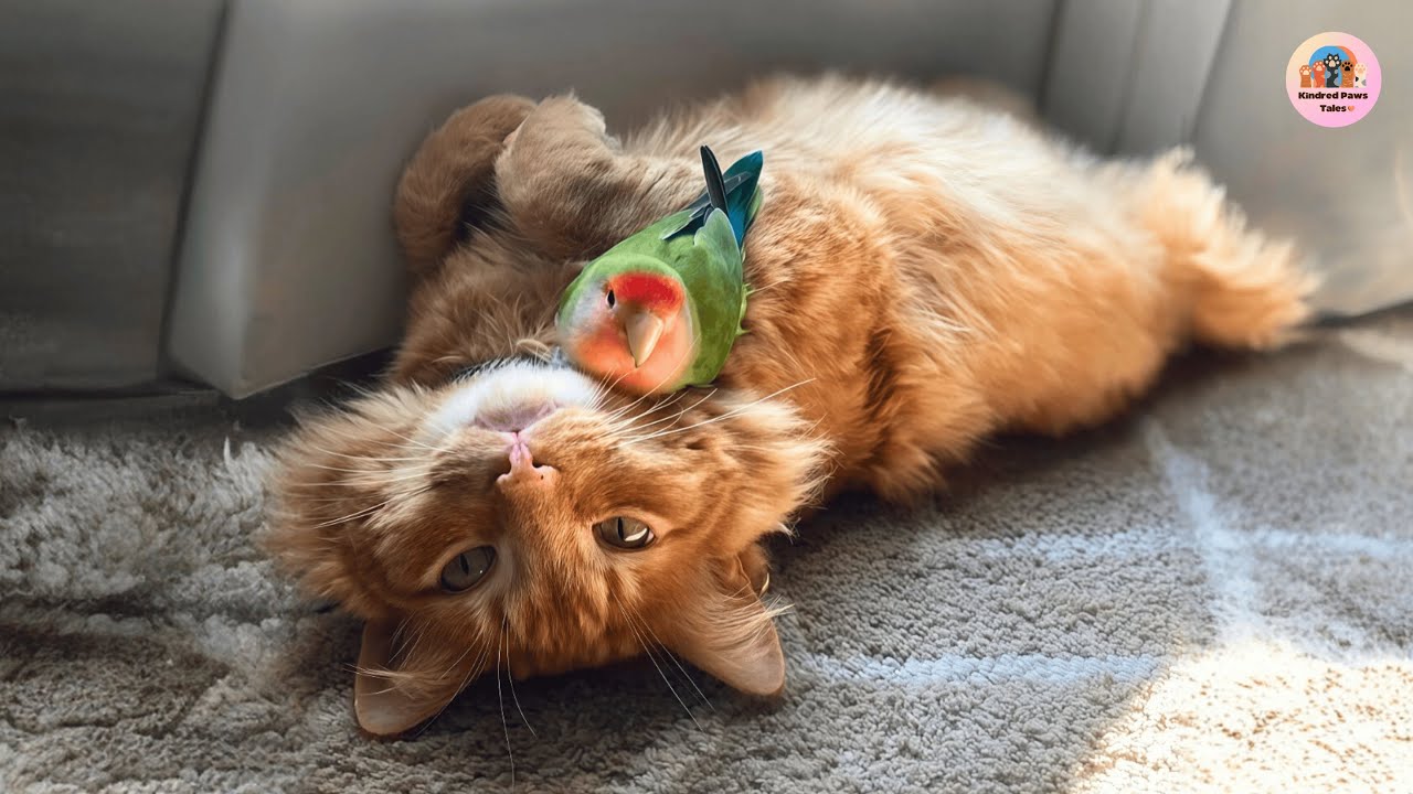 The Unlikely Friendship Between a Cat and a Bird That Defied Nature ...