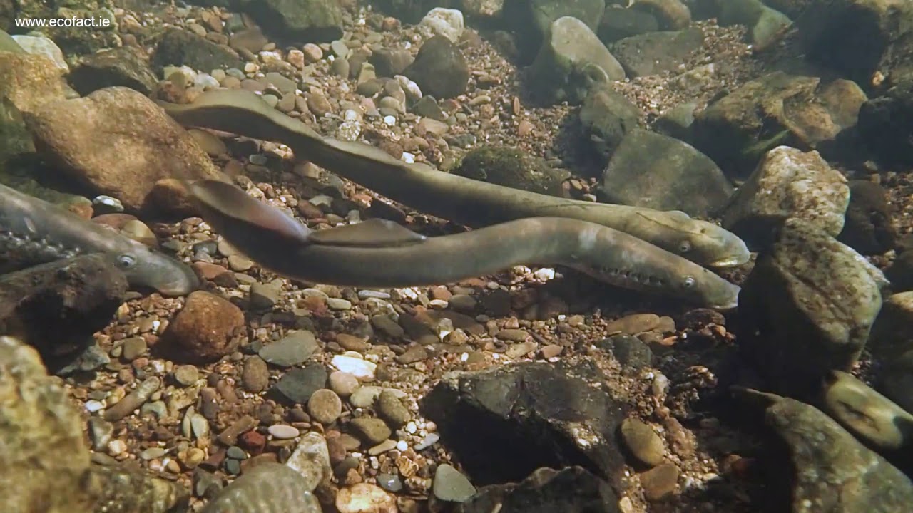 River Lampreys nest-building on the Lower Shannon - YouTube