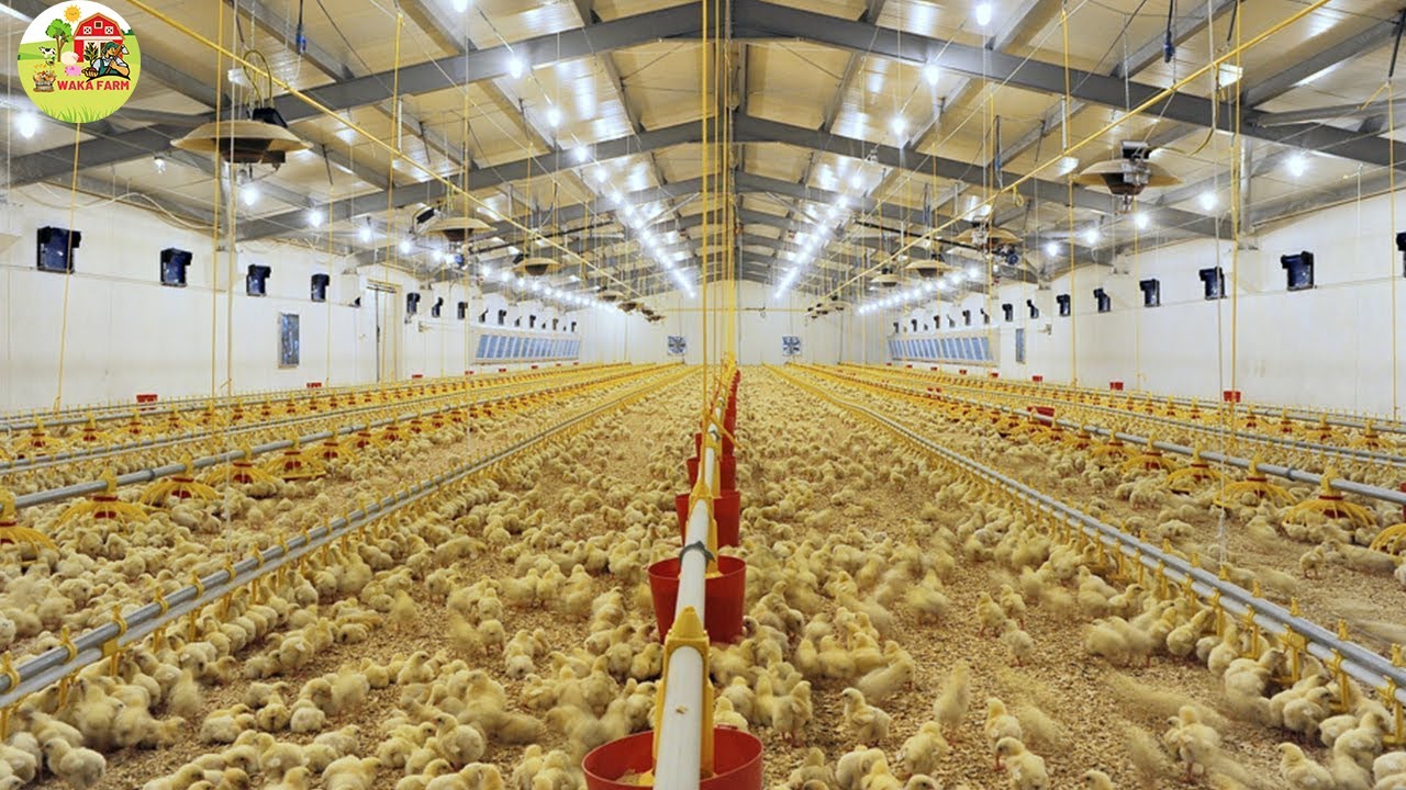 Inside The Million Dollar Chicken Farm. Amazing Modern Chicks Poultry ...
