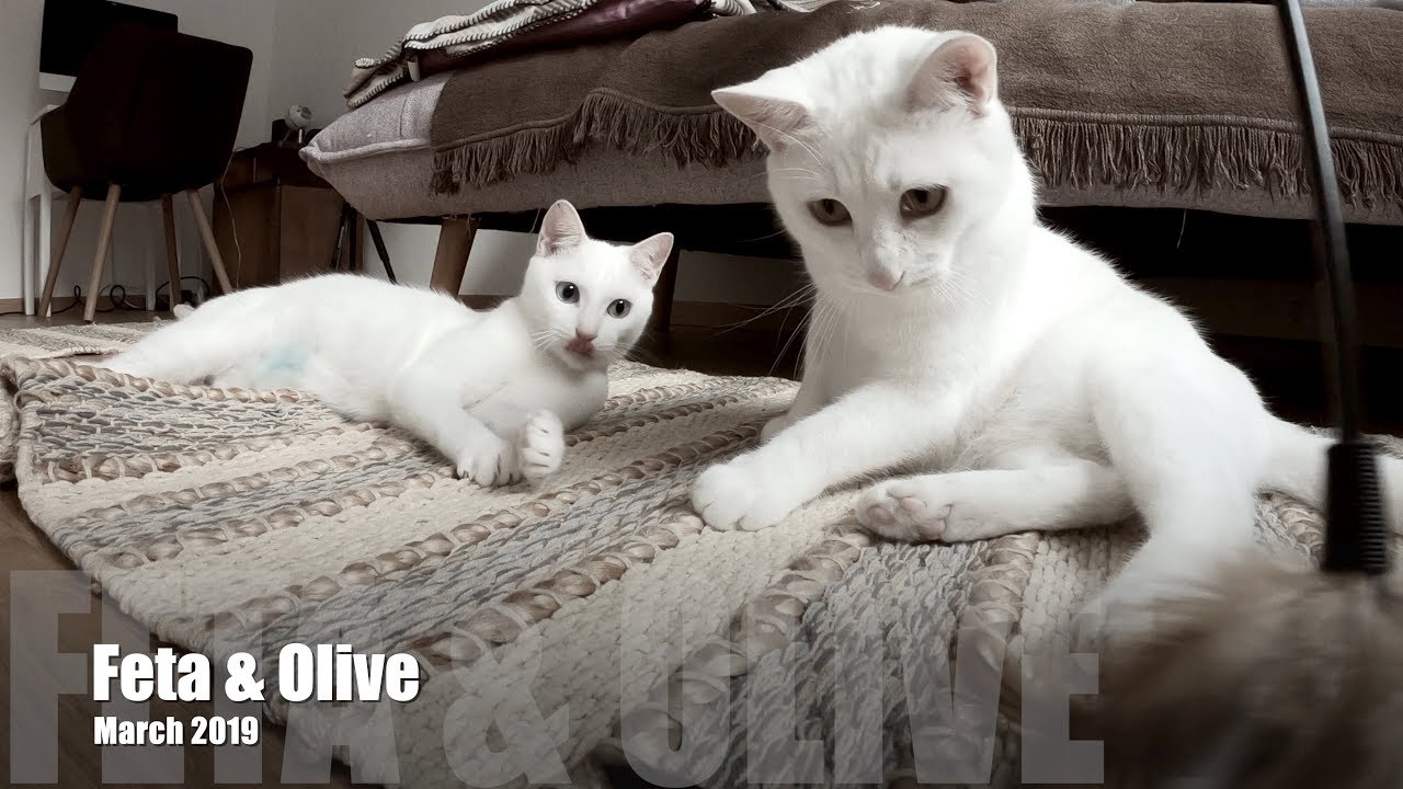 Feta & Olive, Cat video only including Drone Footage - YouTube