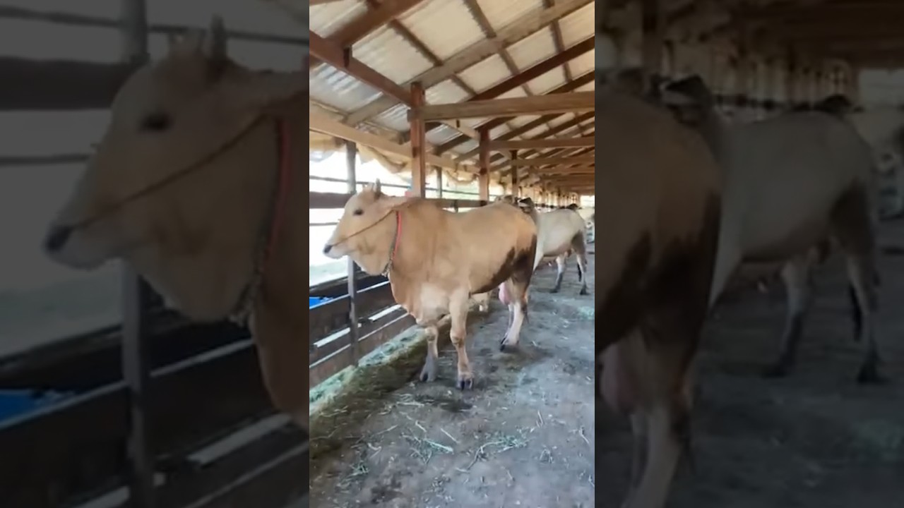 Handsome bull #animal - YouTube