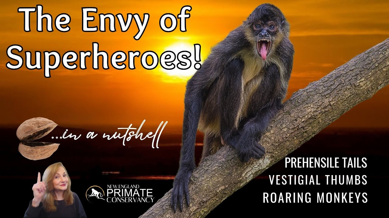 The Envy of Superheroes—Prehensile Tails, Vestigial Thumbs, and Roaring ...