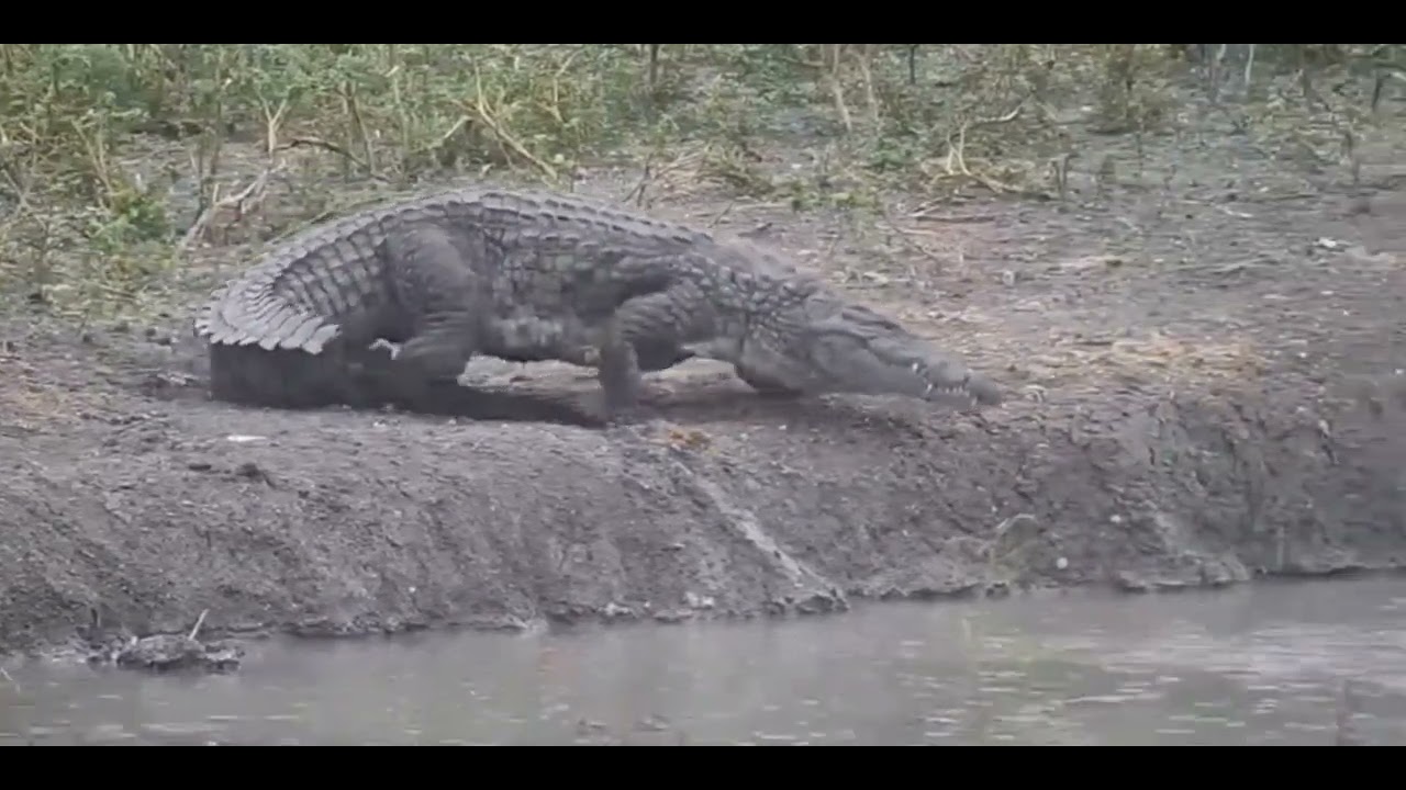 Day 44: Close up of Nile crocodile turning around and crawling into the ...